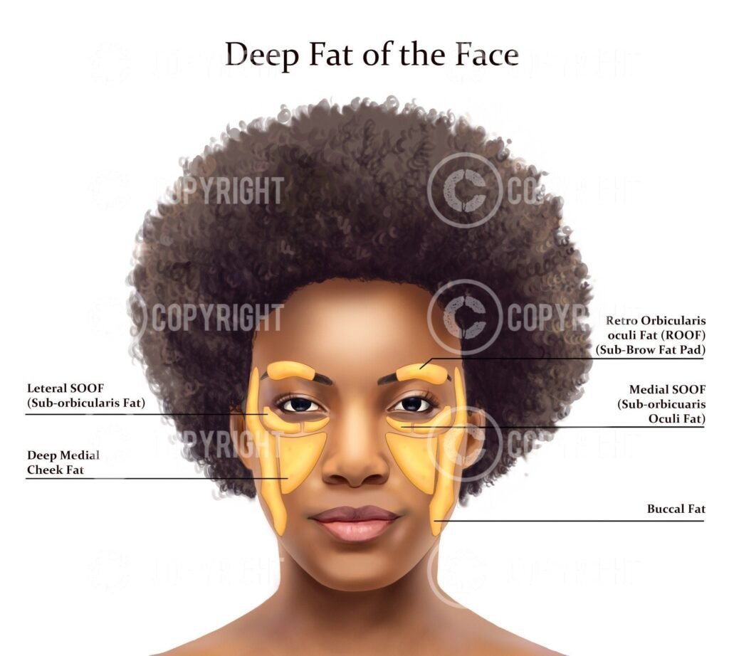 Deep Fat Pads the Face Lisa Digital Download | Nita McEvoy