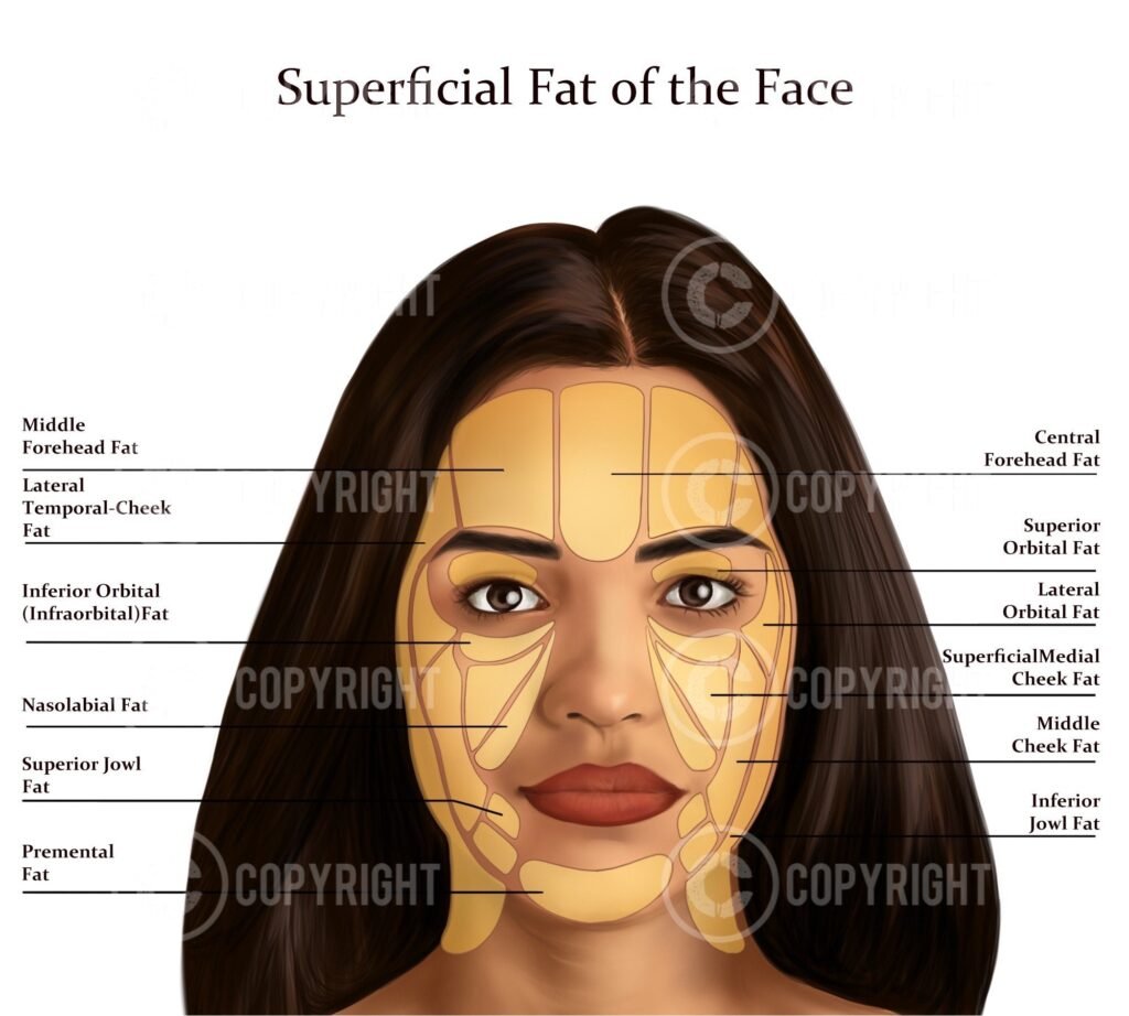 Superficial Fat Pads of the Face Shana Digital Download | Nita McEvoy