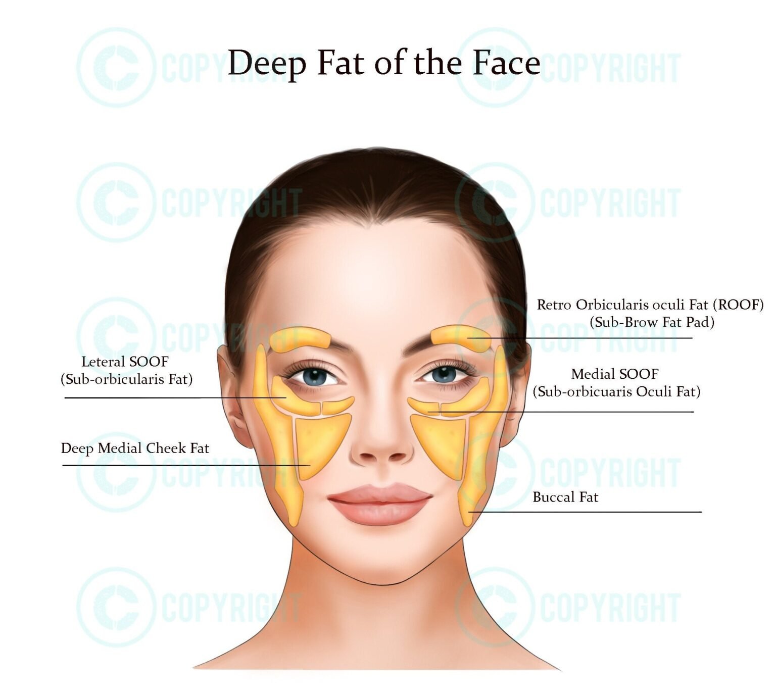 Facial Deep Fat Pads Face Anatomy Poster Digital Download - Nita McEvoy ...