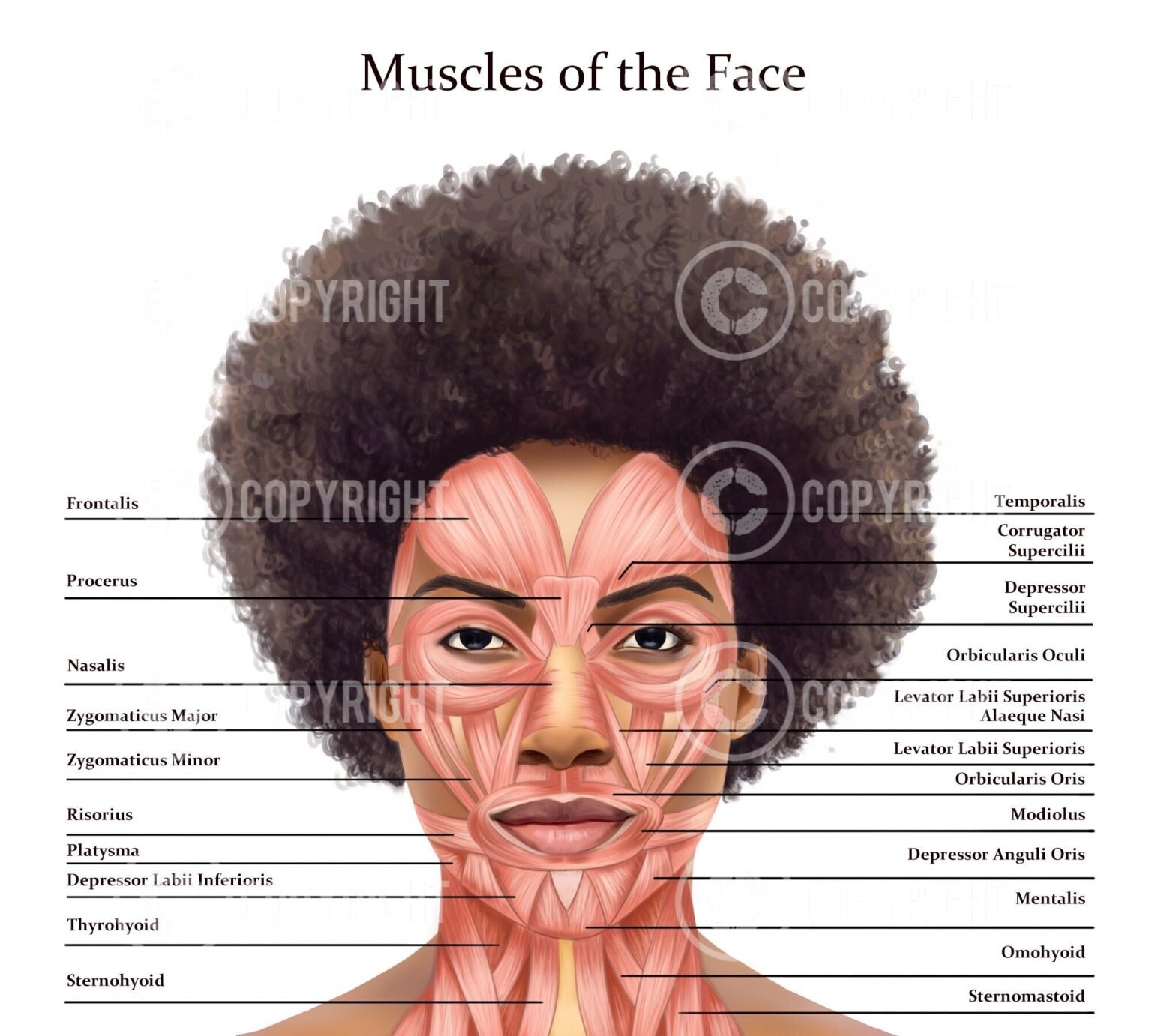 Facial Anatomy Bundle Lisa Digital Download - Nita McEvoy ...