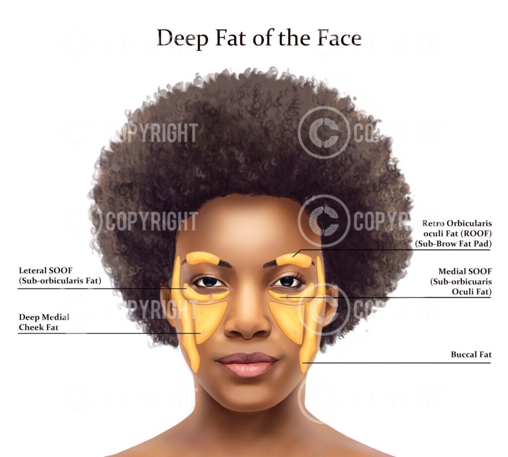 Deep Fat Pads the Face Lisa Digital Download - Nitamcevoy.com