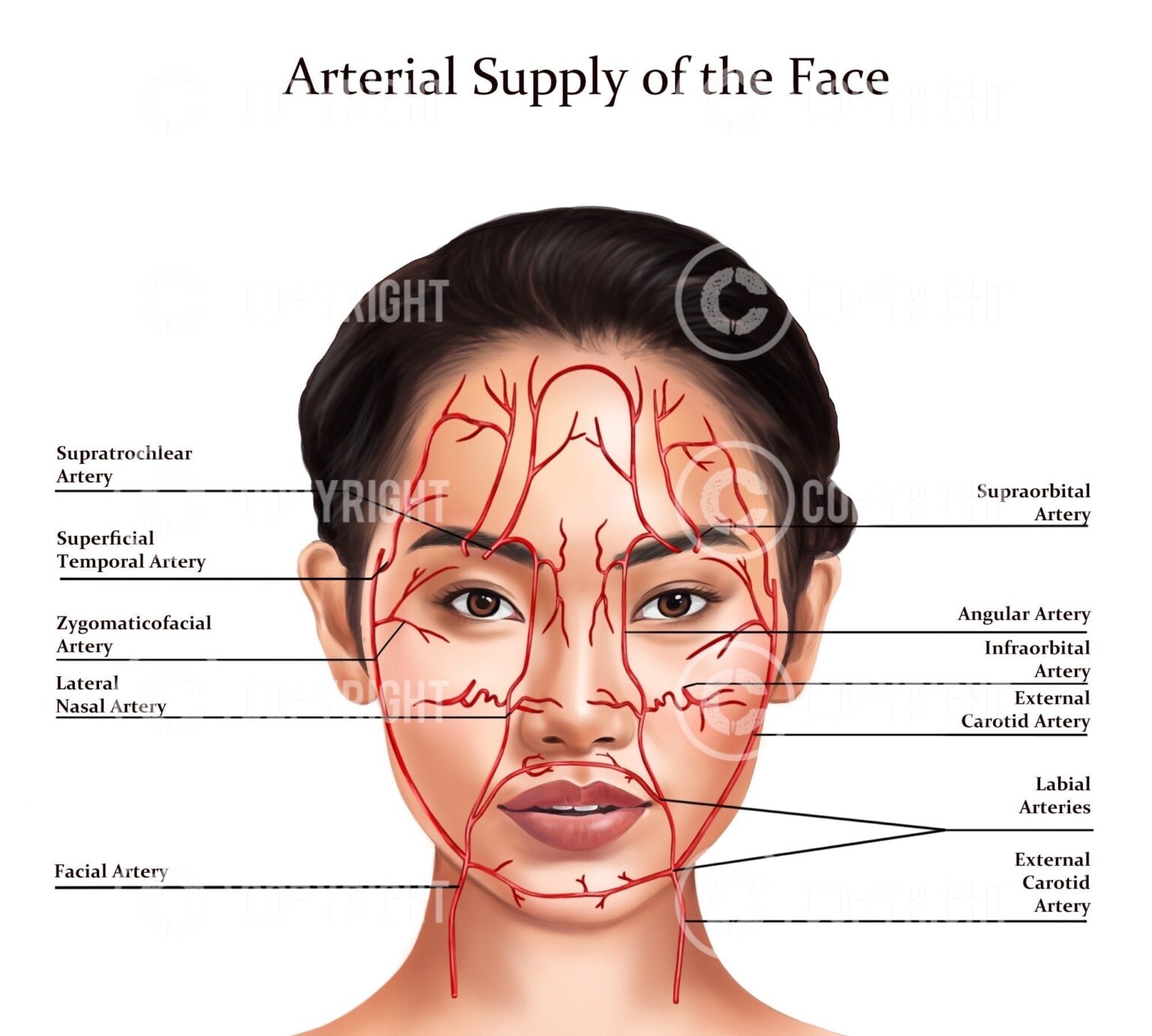 Arterial Supply Face | Anti-wrinkle & Filler Injector | Facial Arteries ...