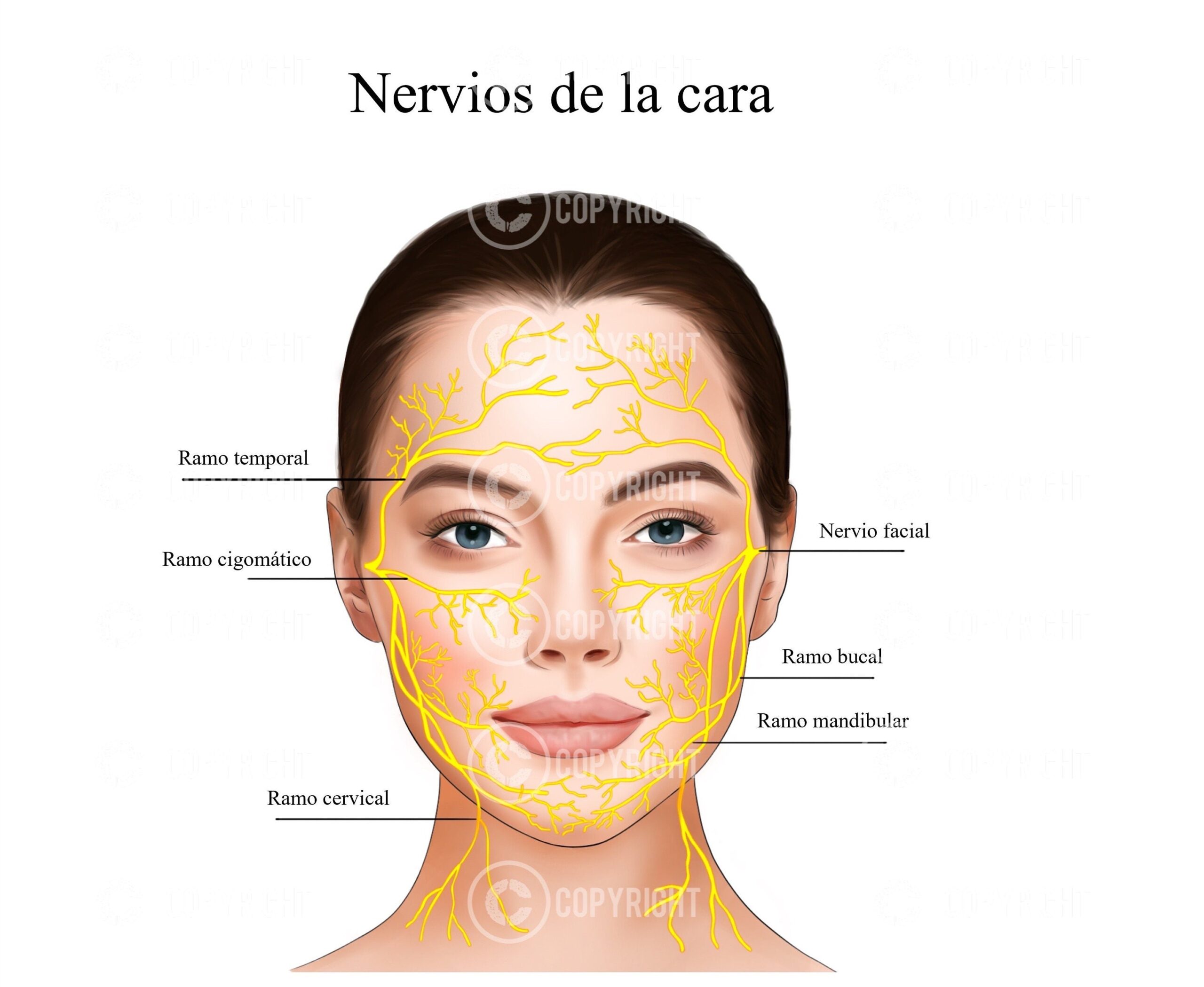 Anatomía De La Piel Del Rostro