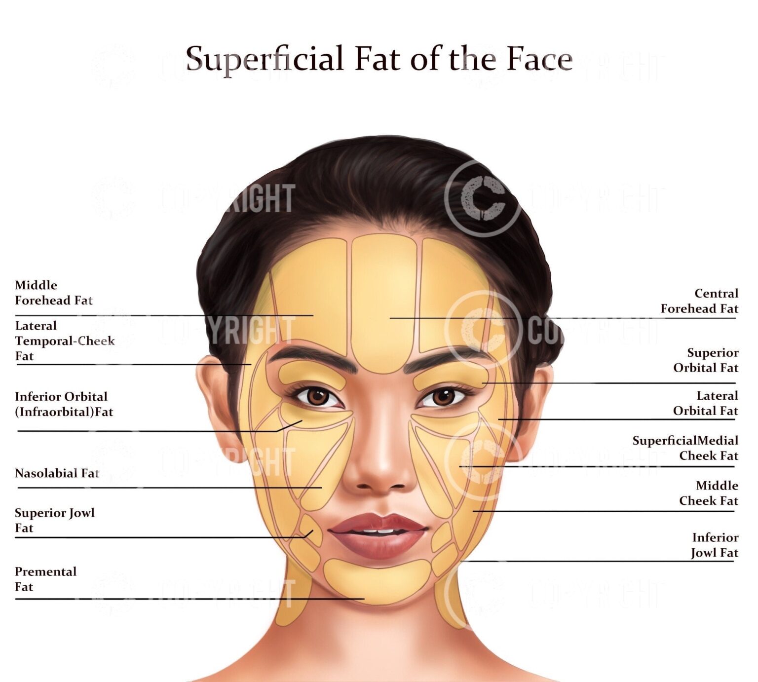 Superficial Fat Pads of the Face Sakura Digital Download - Nitamcevoy.com