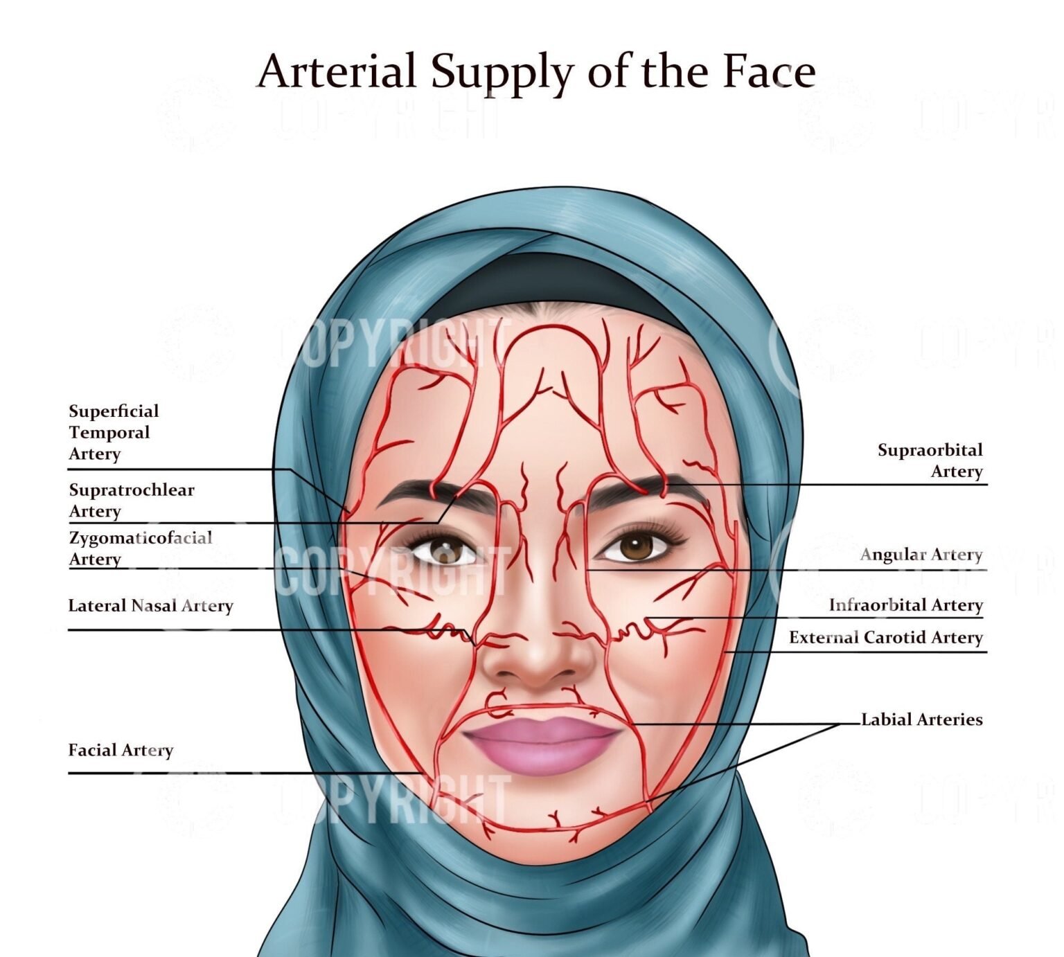 Arterial Supply Face | Facial Arteries | Anatomy | Poster | Dermatology ...
