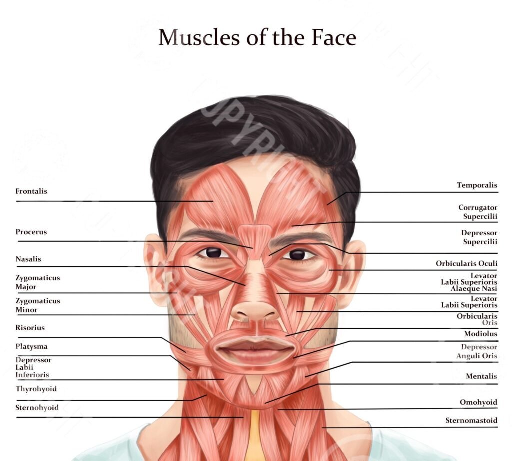 Male Muscles of the Face and Neck Daniel Digital Download - Nita McEvoy ...