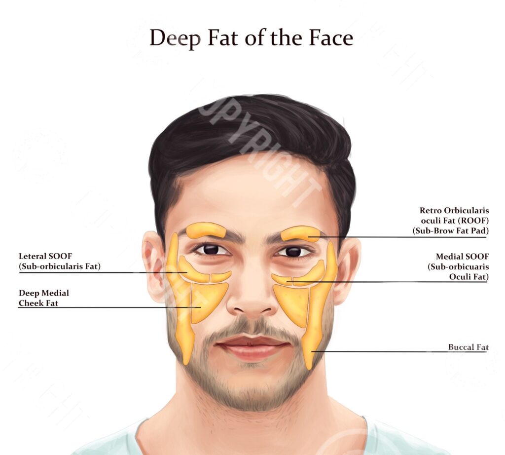 Male Deep Fat Pads the Face Daniel Digital Download - Nitamcevoy.com