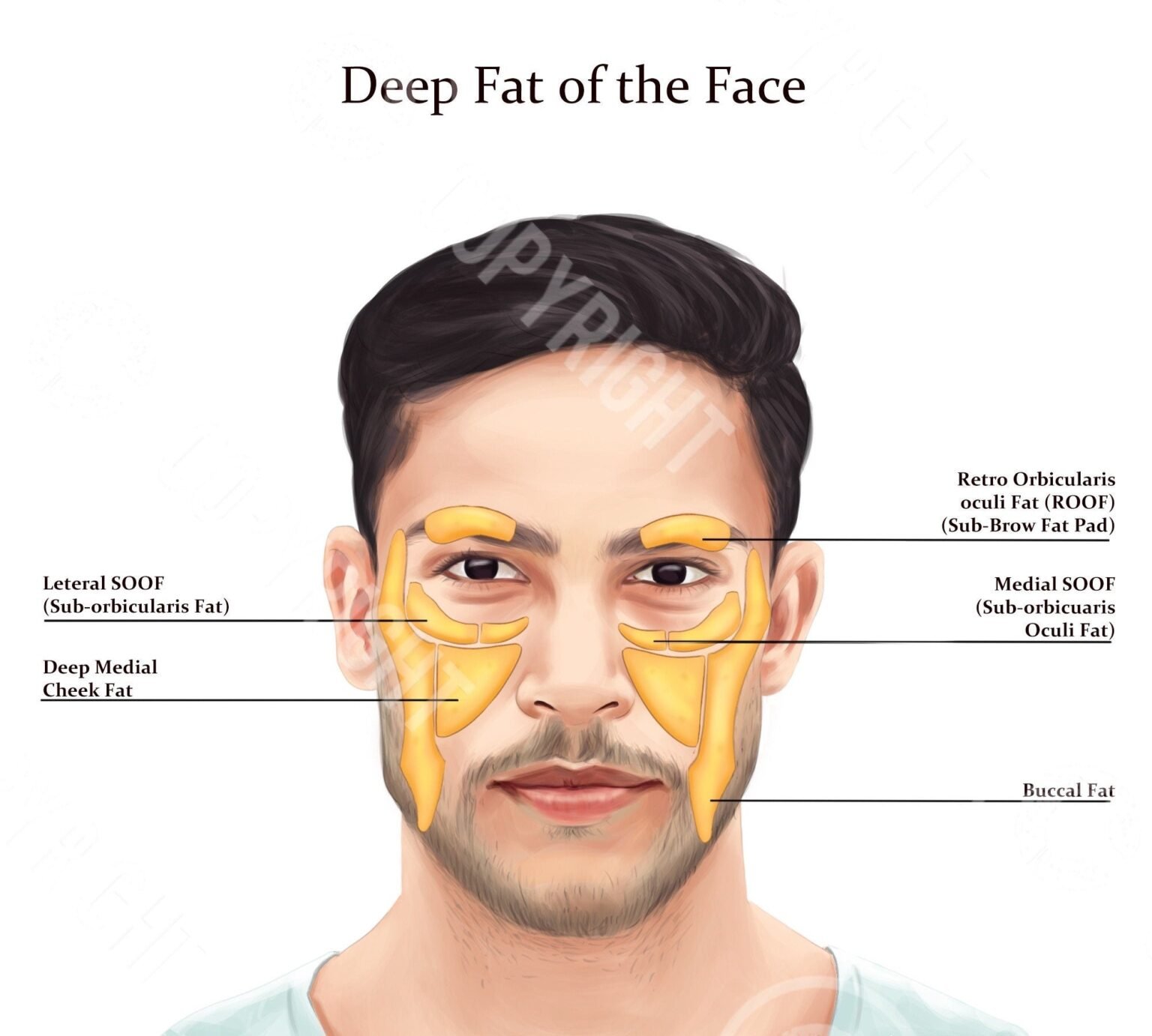 Male Deep Fat Pads the Face Daniel Digital Download - Nita McEvoy ...
