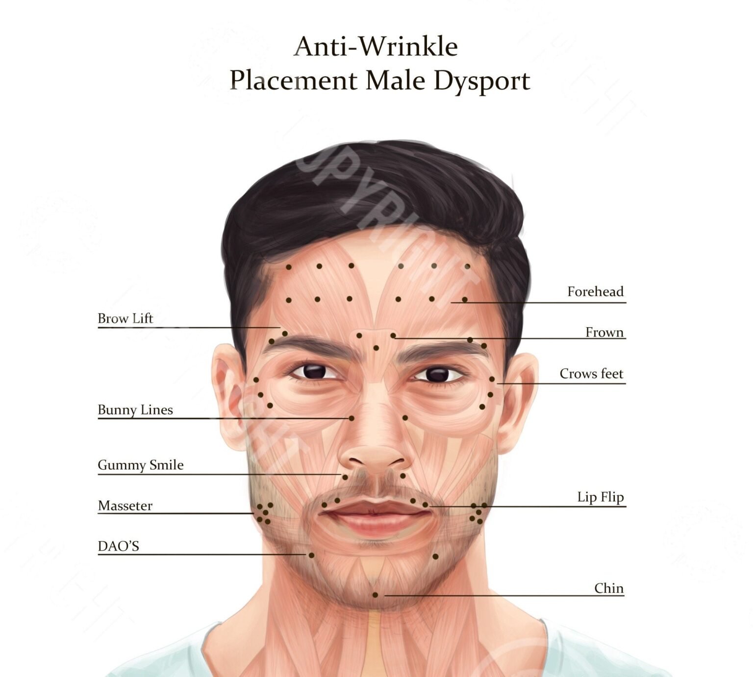 Male Facial Anatomy Bundle Daniel Digital Download - Nita McEvoy ...