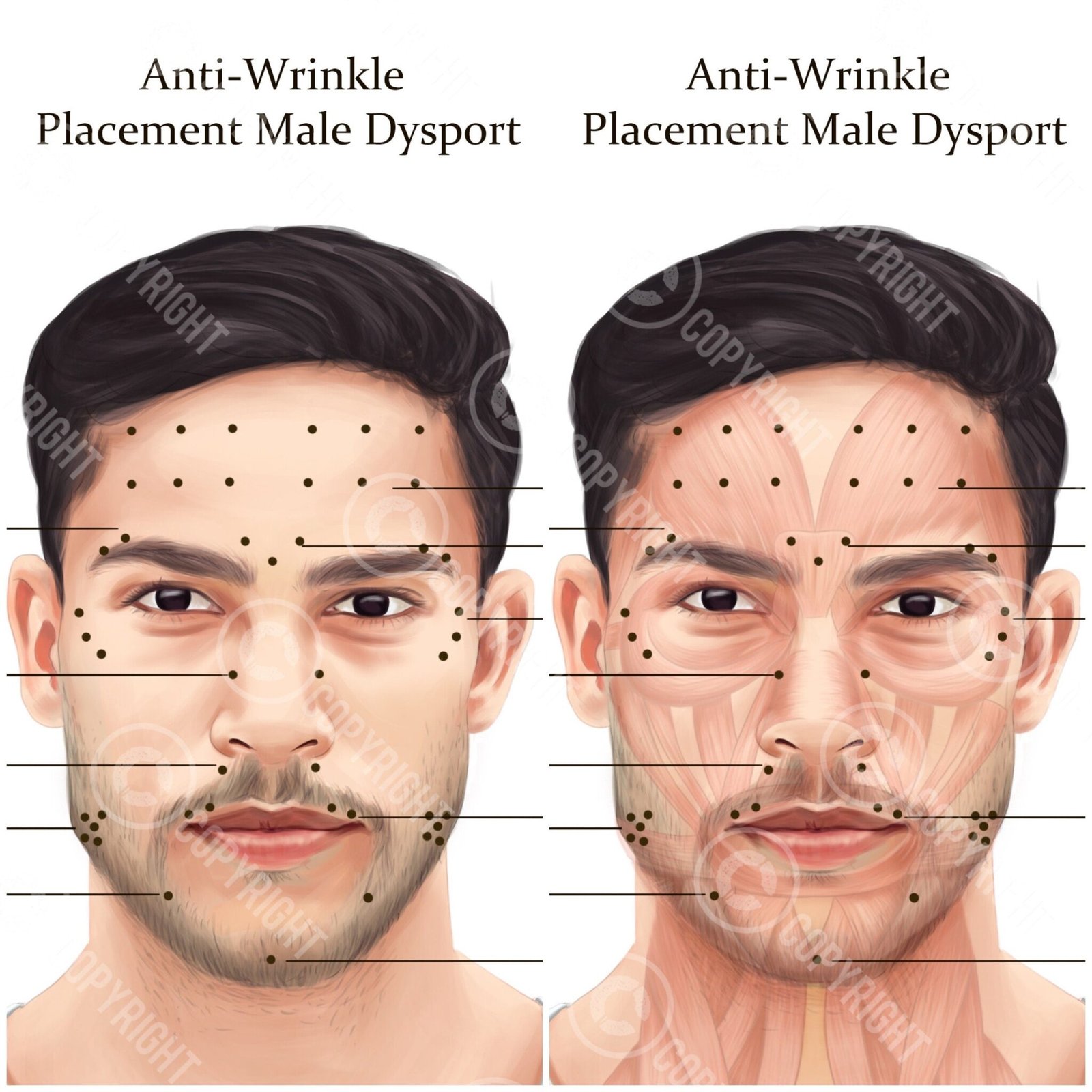 Male Facial Anatomy Bundle Daniel Digital Download - Nita McEvoy ...